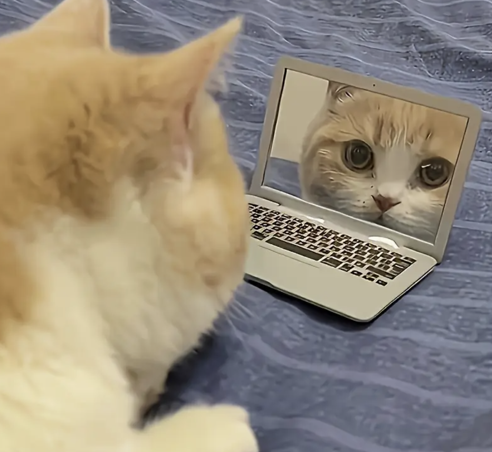 Mini Laptop Mirror for Cats – 9.4 × 6.6 cm - PETCO KWT